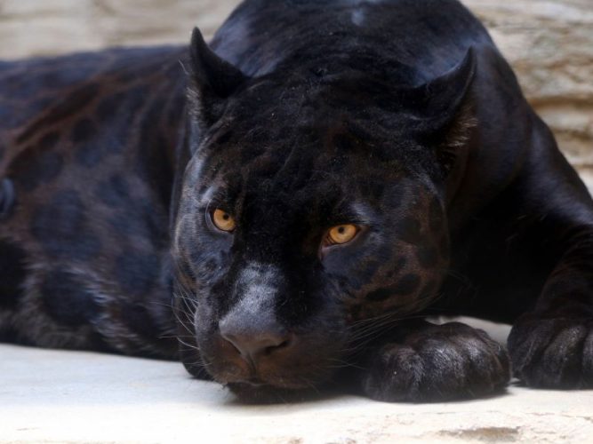 Kako prepoznati crnog pantera? | www.kadkakozasto.com